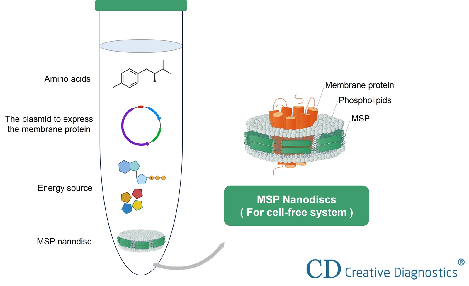 MemND™ Nanodisc System for Membrane Protein - Creative Diagnostics