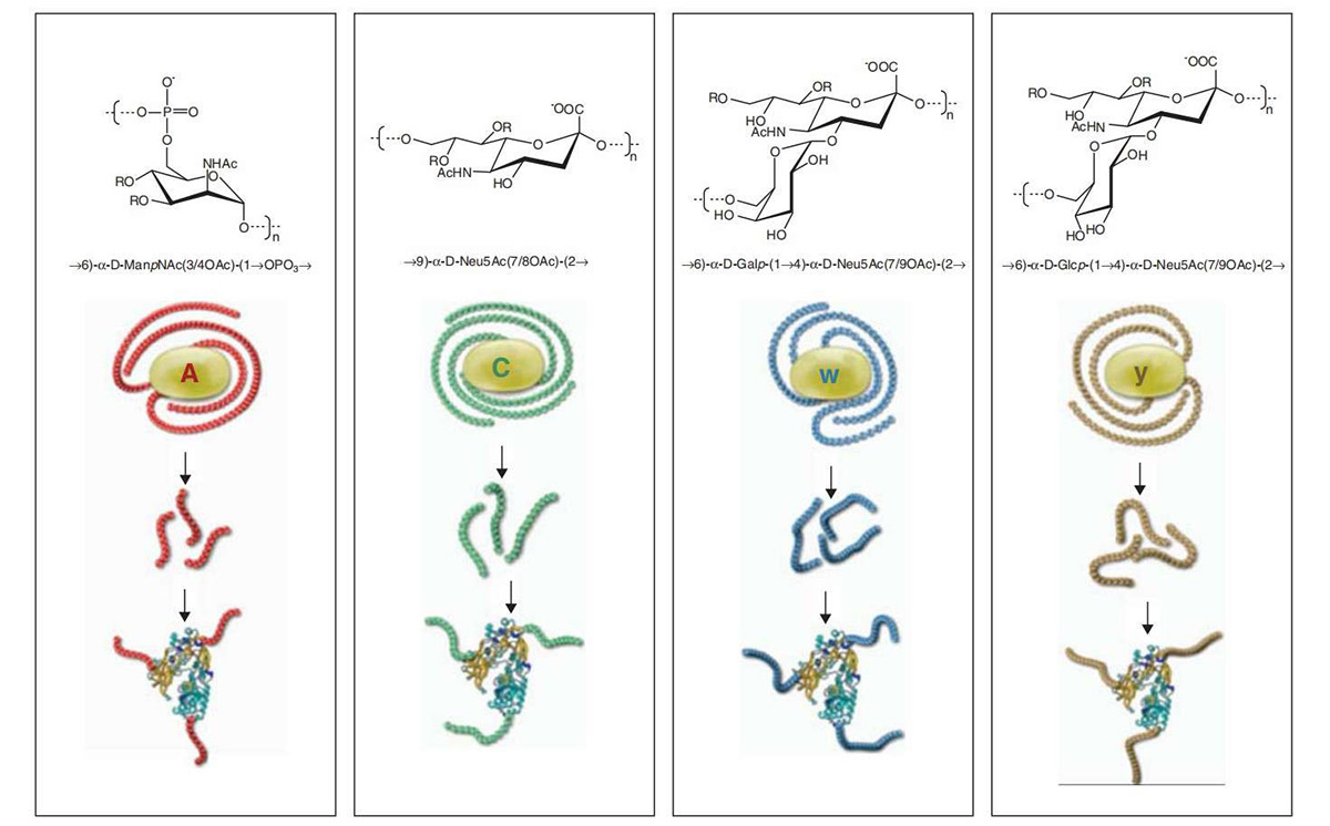 Meningococcal Vaccine - Creative Diagnostics