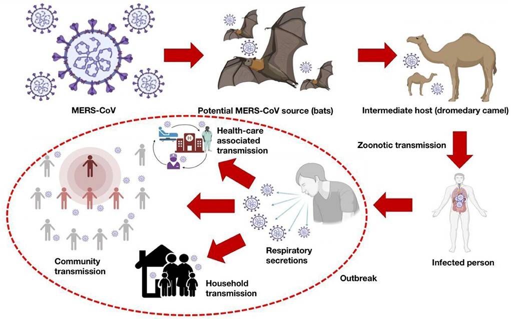 Middle East Respiratory Syndrome Coronavirus - Creative Diagnostics