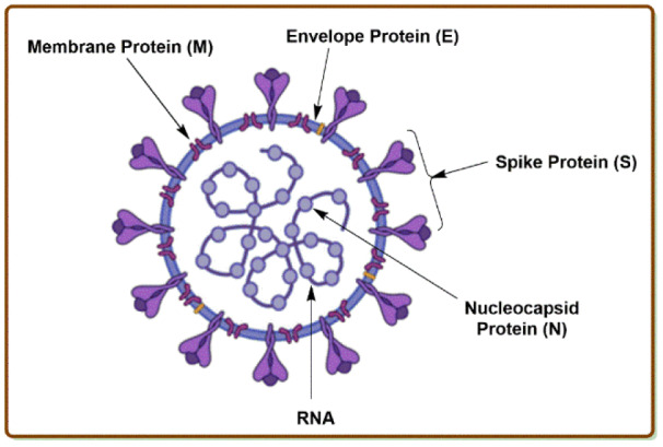 Middle East Respiratory Syndrome Coronavirus (MERS-CoV) - Creative ...