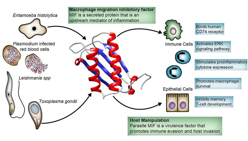 MIF, an opportunity for drug development - Creative Diagnostics