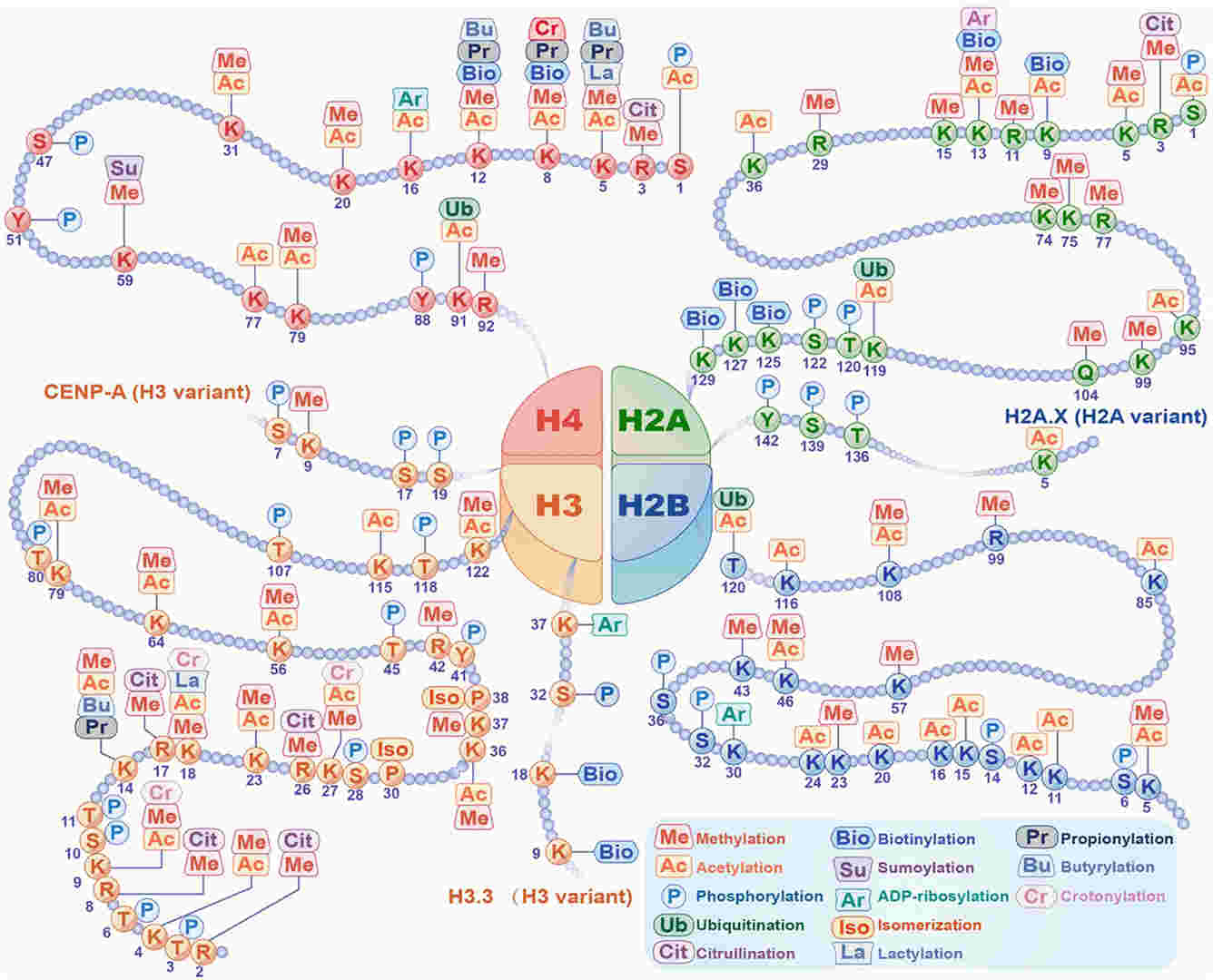 Epigenetics - Creative Diagnostics
