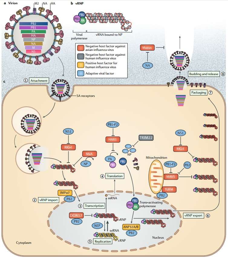 Molecular Biology and Pathogenesis of Influenza A Virus - Creative ...