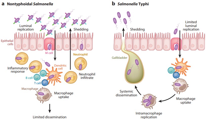 Mechanisms of Toxic Effects of Salmonella Typhi - Creative Diagnostics