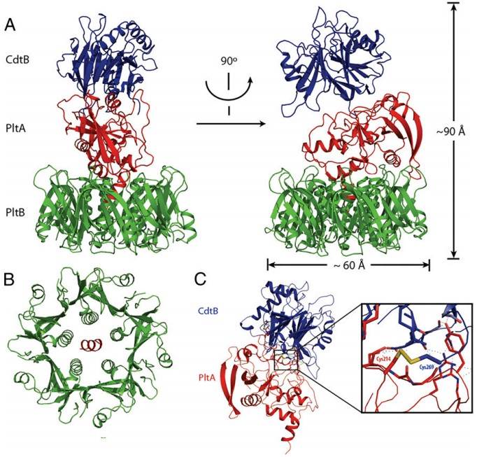 Mechanisms of Toxic Effects of Salmonella Typhi - Creative Diagnostics