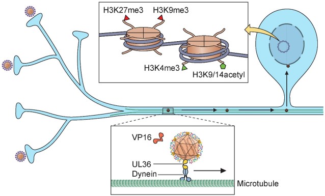 HSV Infection - Creative Diagnostics