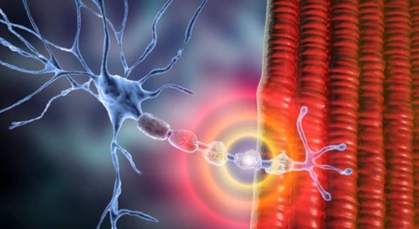 Motor Neuron Markers - Creative Diagnostics