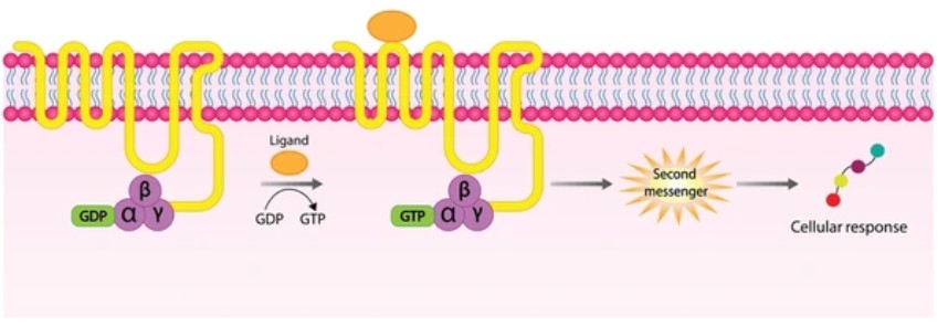 MPAT™ platform for Multi-spanner Antibodies - Creative Diagnostics