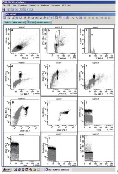 Multiparameter Cell Cycle Analysis Protocol - Creative Diagnostics
