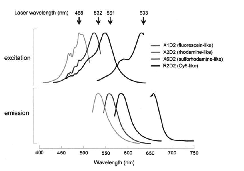 Multiparametric Analysis of Apoptosis by FC Protocol - Creative Diagnostics