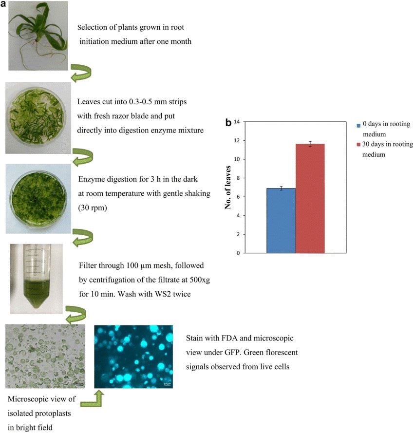 Multiparametric Analysis of Plant Protoplasts and Nuclei Protocol - Creative Diagnostics