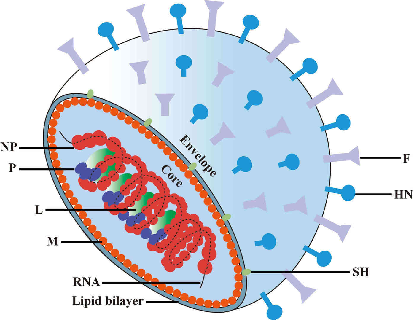 Mumps Virus (MuV) - Creative Diagnostics