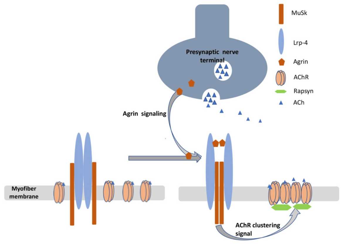 Myasthenia Gravis (MG) Testing - Creative Diagnostics