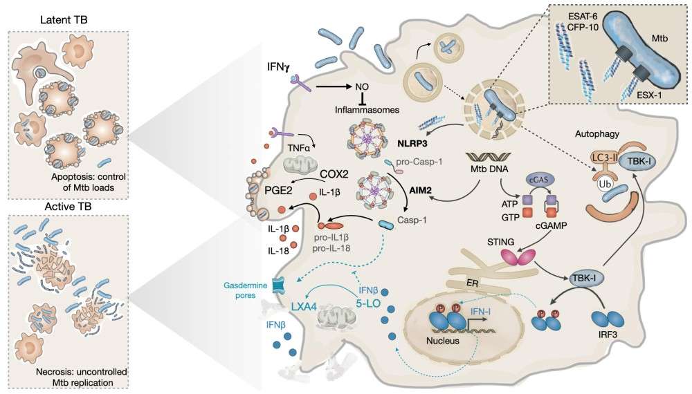 Mycobacterium tuberculosis Important Pathogenic Antigens - Creative Diagnostics