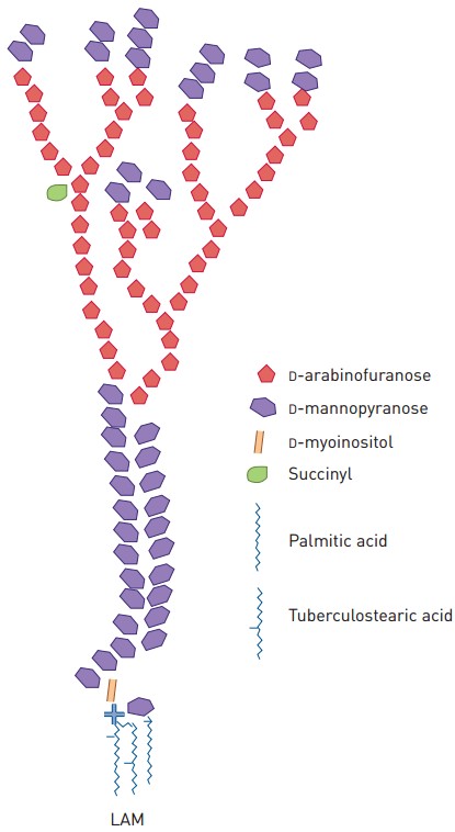 Mycobacterium tuberculosis Important Pathogenic Antigens - Creative Diagnostics