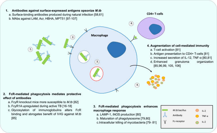 Mycobacterium tuberculosis (Mtb) and Immune Response - Creative Diagnostics