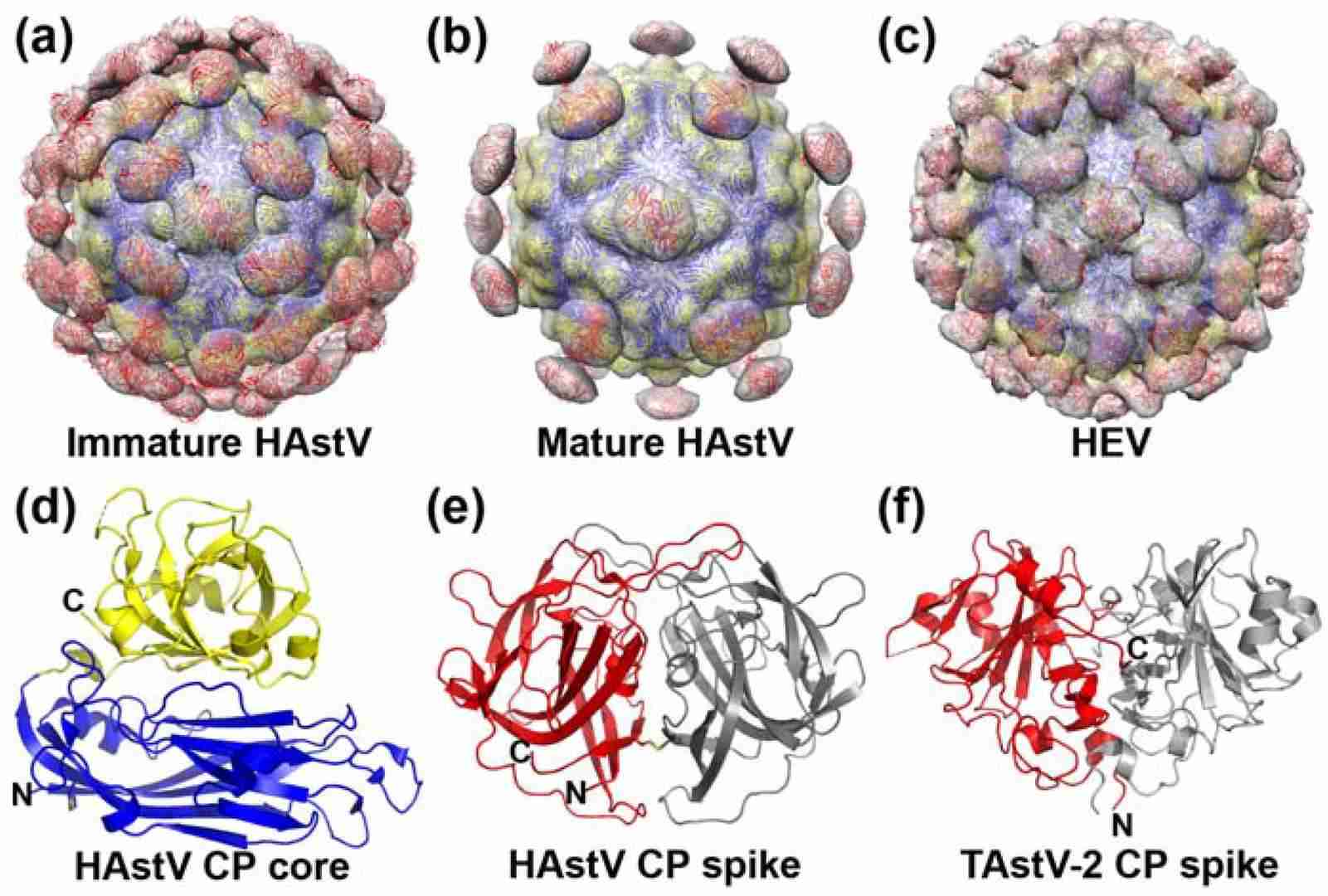 Native AstroVirus - Creative Diagnostics