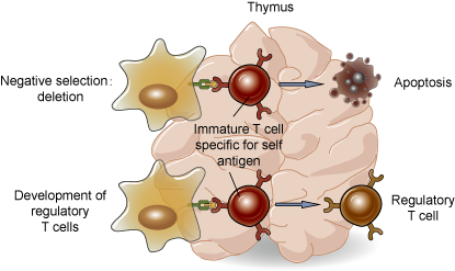 Autoimmunity - Creative Diagnostics