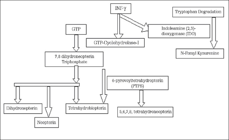 Neopterin: A Key Biomarker for Cellular Immune System Activation ...