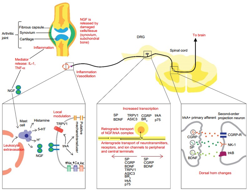 Nerve Growth Factor's Role in Bone Health: Balancing Pain Relief and ...