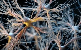 Neural Markers Guide - Creative Diagnostics