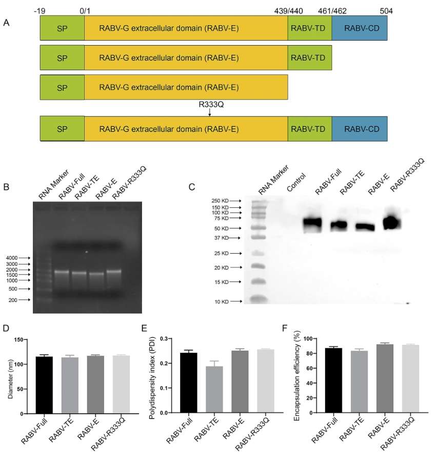 New Advances in Rabies mRNA Vaccine Development - Creative Diagnostics
