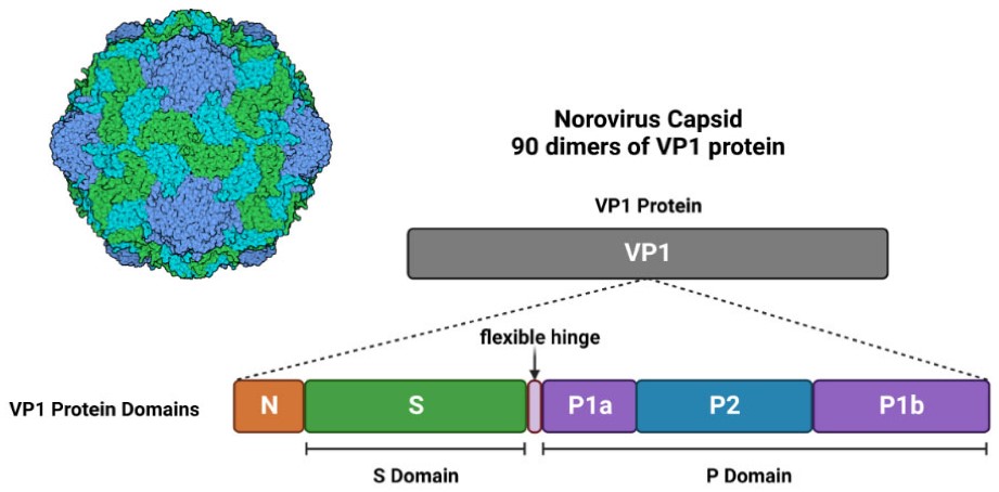 New Norovirus Antibodies for Vaccine Research - Creative Diagnostics