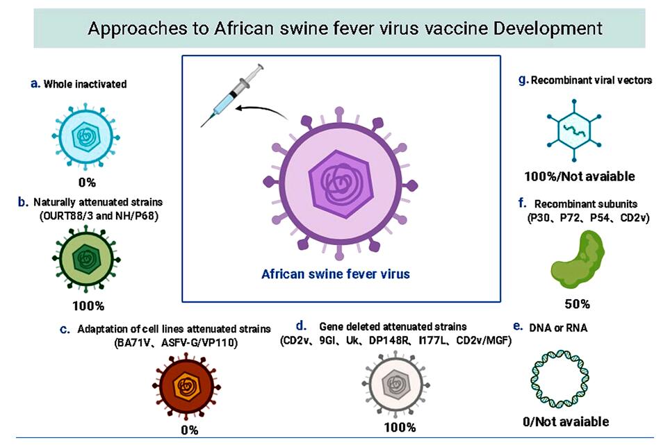 African Swine Fever Dna