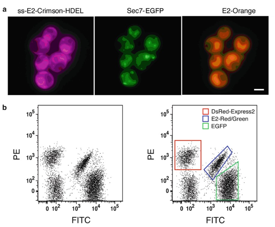 Noncytotoxic DsRed Derivatives for Whole-Cell Labeling Protocol ...