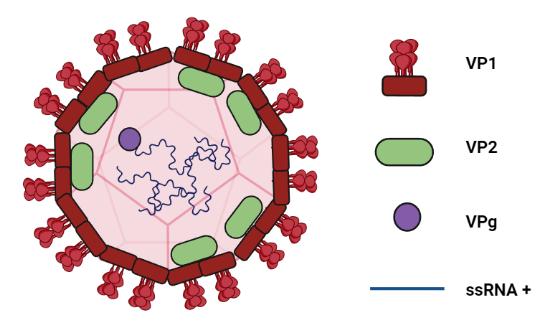 Norovirus VP1 VLP Panel - Creative Diagnostics