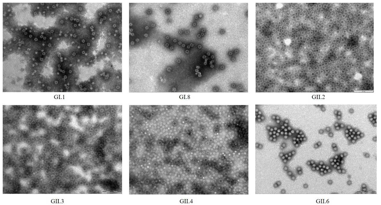 Norovirus VP1 VLP Panel - Creative Diagnostics