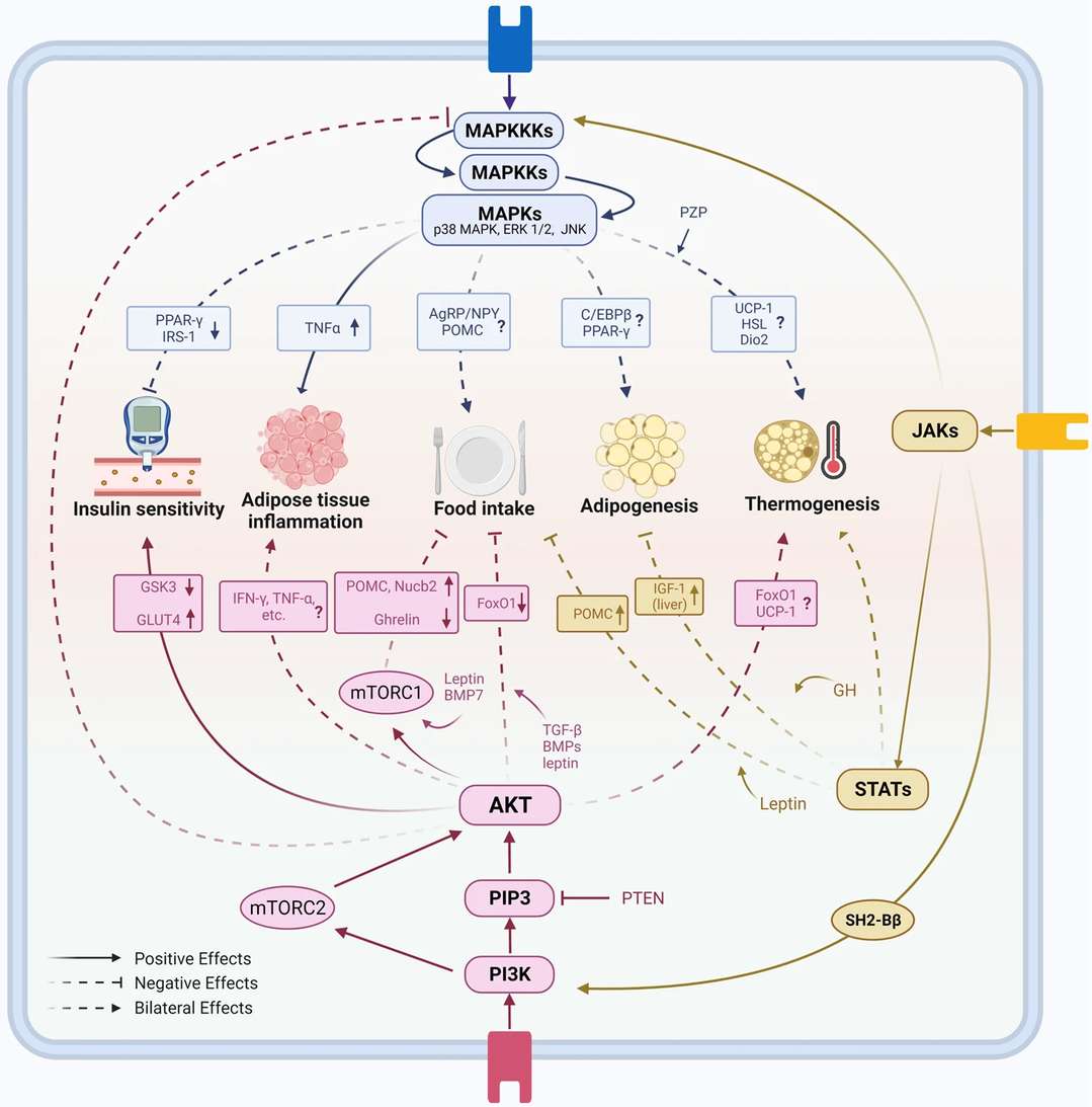 Obesity Antibodies Creative Diagnostics