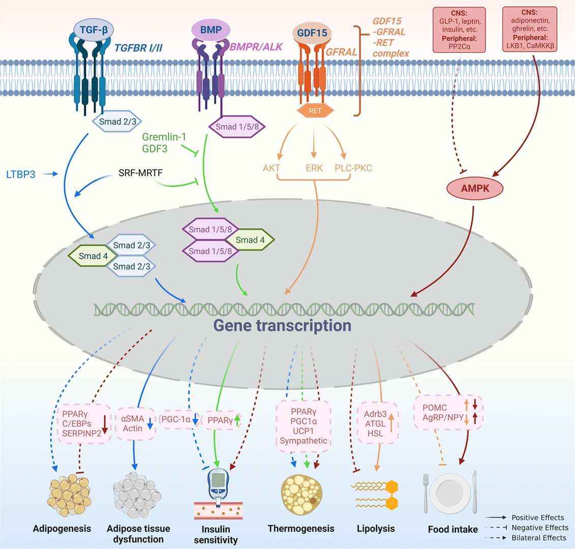 Obesity Antibodies Creative Diagnostics