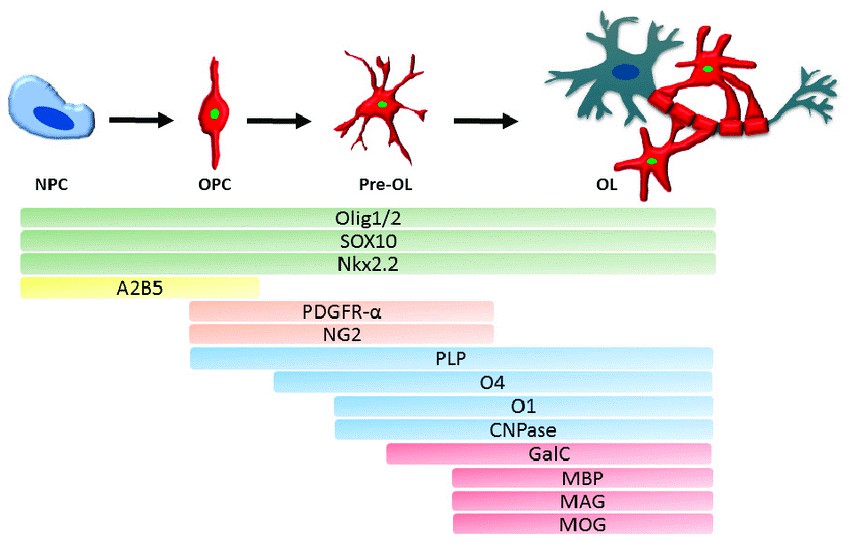 Oligodendrocyte Markers - Creative Diagnostics