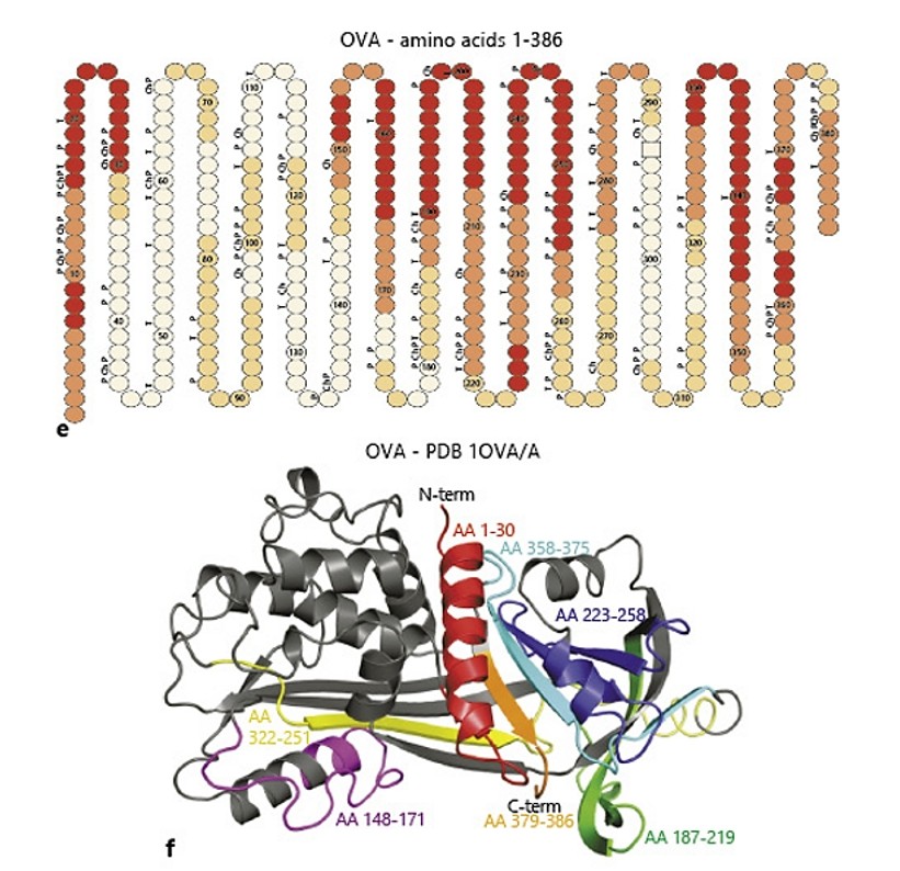 Ovalbumin (OVA) Epitope Peptide Antibodies - Creative Diagnostics