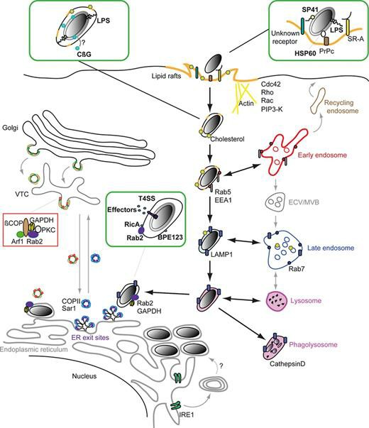 Overview of Human Brucella - Creative Diagnostics