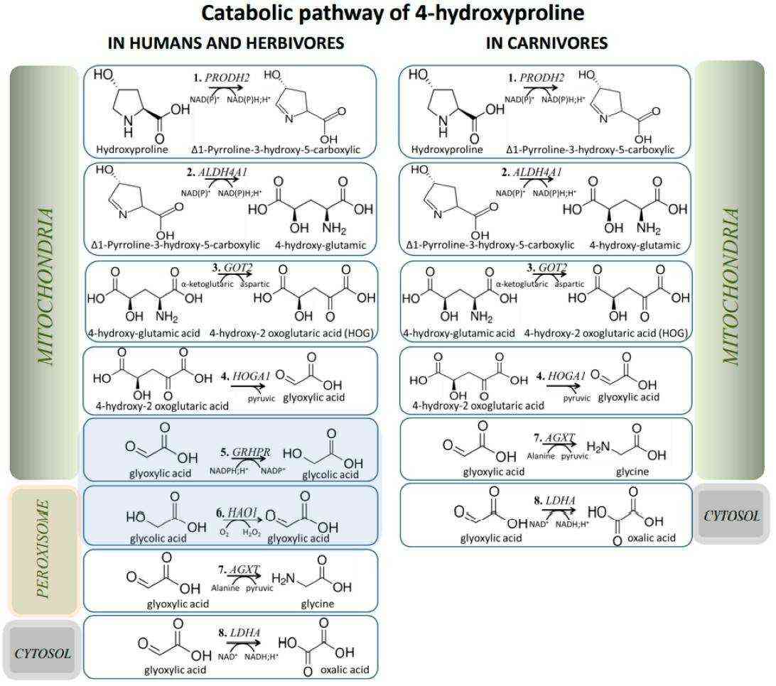 Overview of Hydroxyproline (Hyp) - Creative Diagnostics