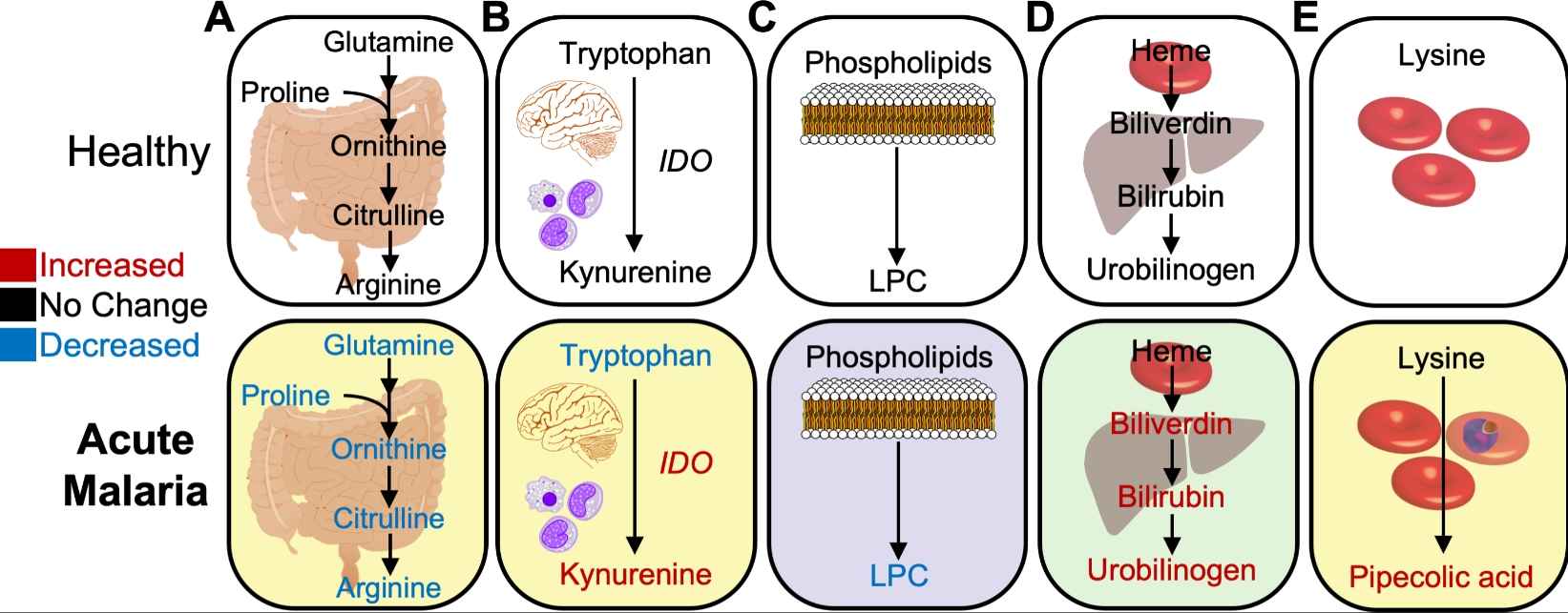 Overview of Malaria - Creative Diagnostics