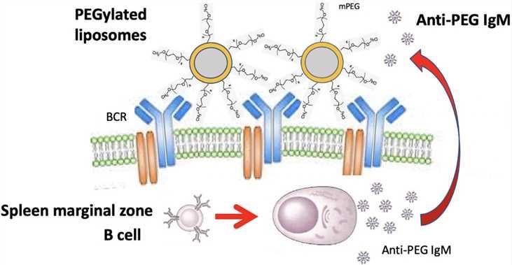Overview of Polyethylene Glycol (PEG) - Creative Diagnostics