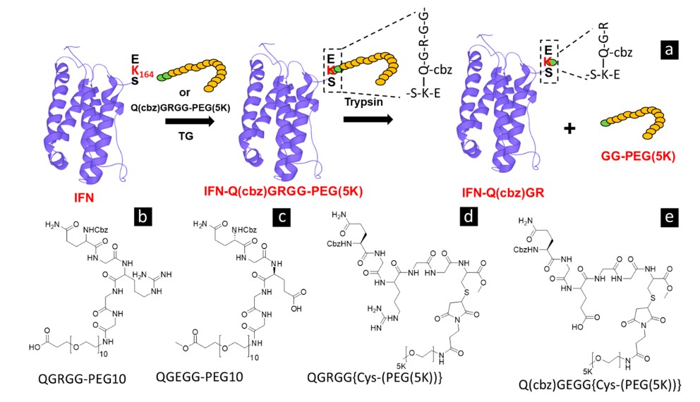 Overview of Polyethylene Glycol (PEG) - Creative Diagnostics