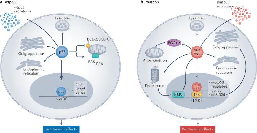 P53 and TP53: Critical objective in cancer research - Creative Diagnostics