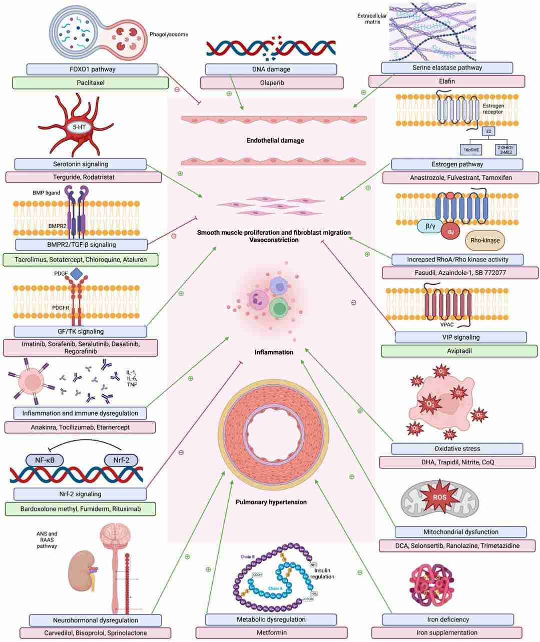 PAH-Targeted Small Molecule Drug Signaling Pathway Modulators ...