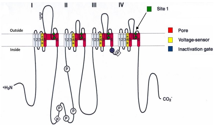Saxitoxin and Its Analogs - Creative Diagnostics