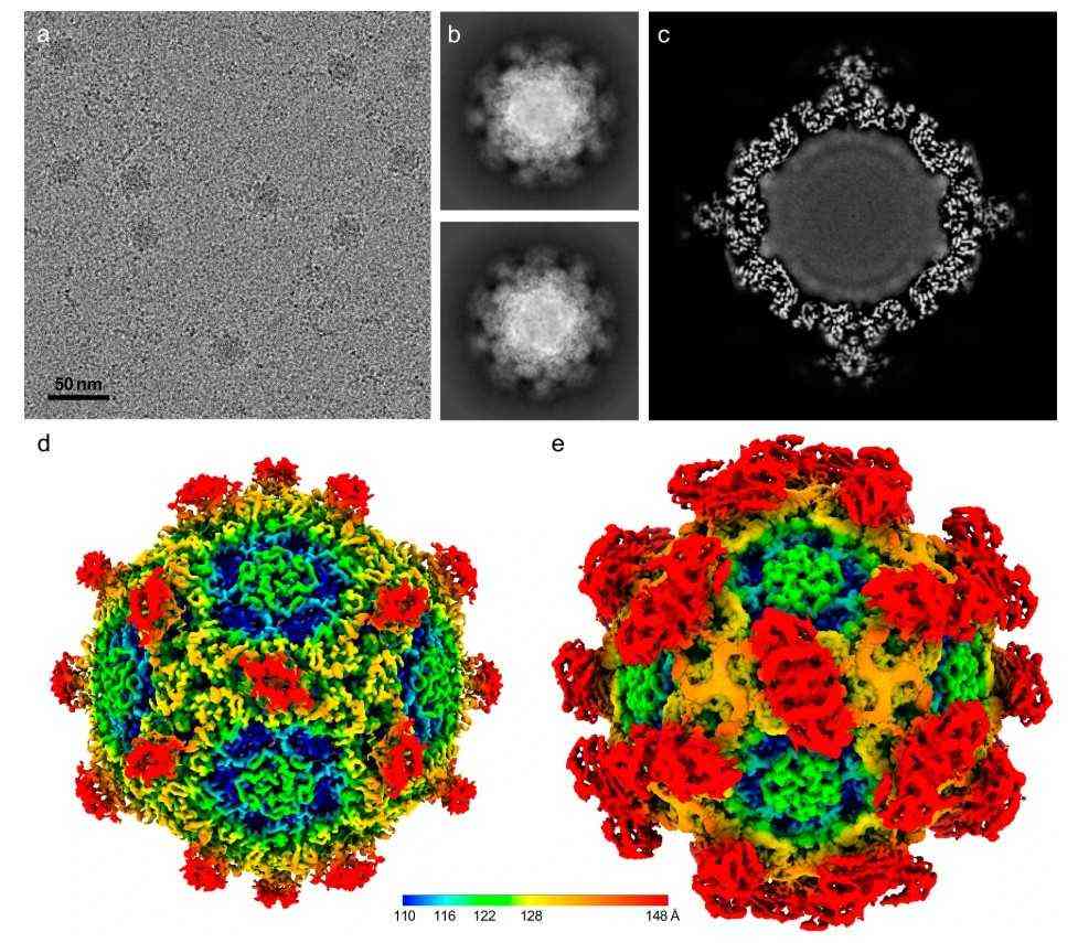 Parvovirus - Creative Diagnostics