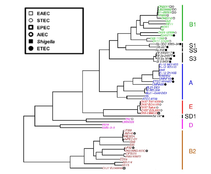 Pathogenic E. coli: Types, Toxins, and Detection Methods - Creative ...