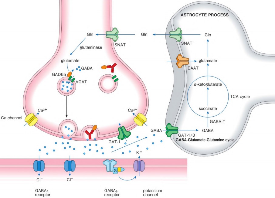 Anti-GAD Antibody Pathogenicity - Creative Diagnostics
