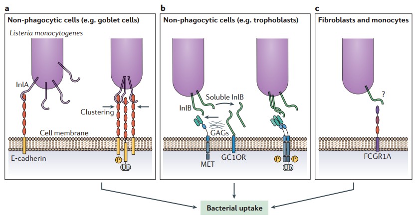 Pathogenicity of Listeria monocytogenes - Creative Diagnostics