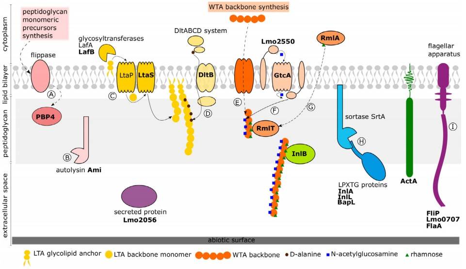 Pathogenicity of Listeria monocytogenes - Creative Diagnostics