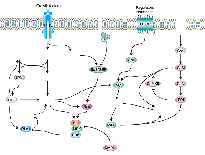 Neural Cells Crosstalk - Creative Diagnostics