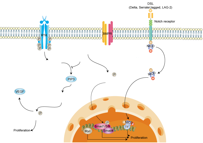 Proliferation - Creative Diagnostics